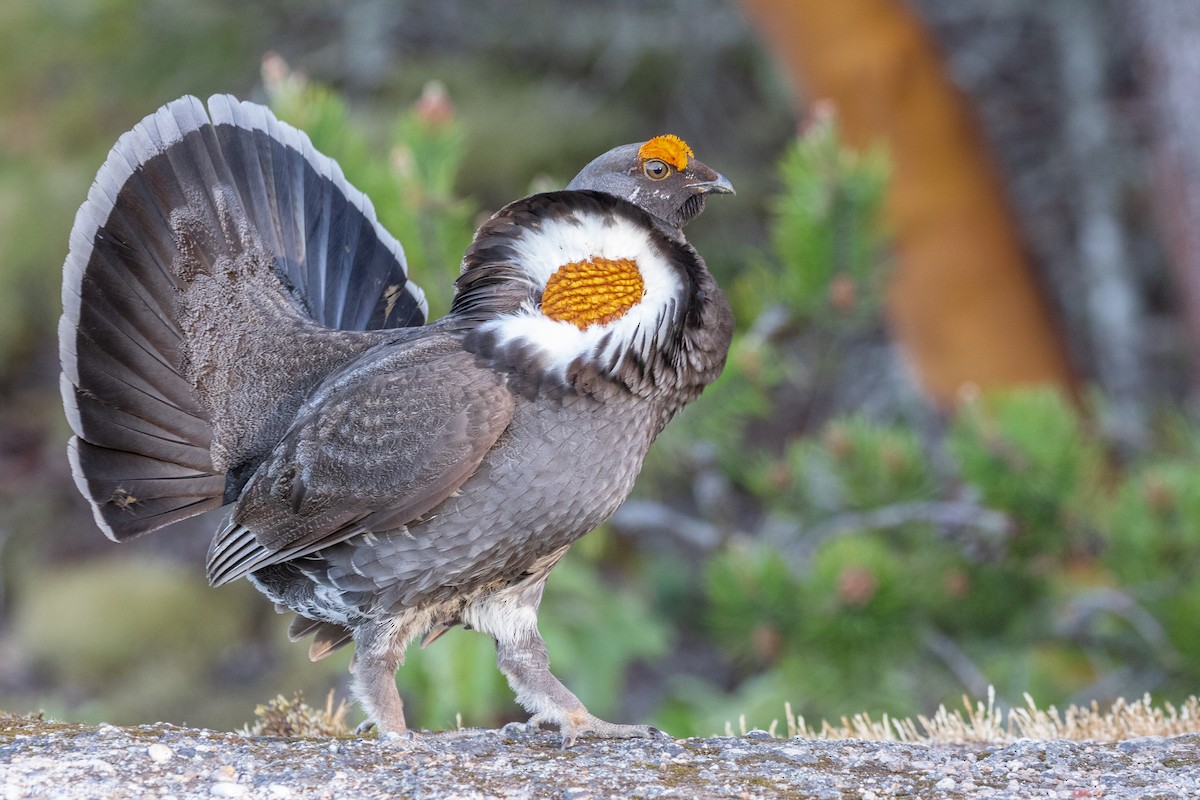 eBird Checklist - 9 May 2020 - Parksville--Little Mountain - 13 species
