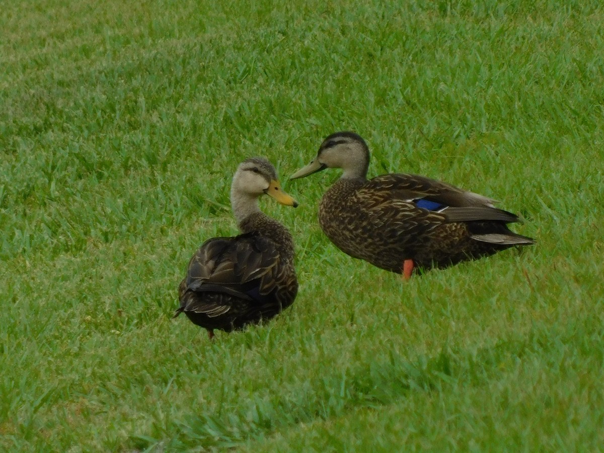 ML233184281 - Mallard x Mottled Duck (hybrid) - Macaulay Library