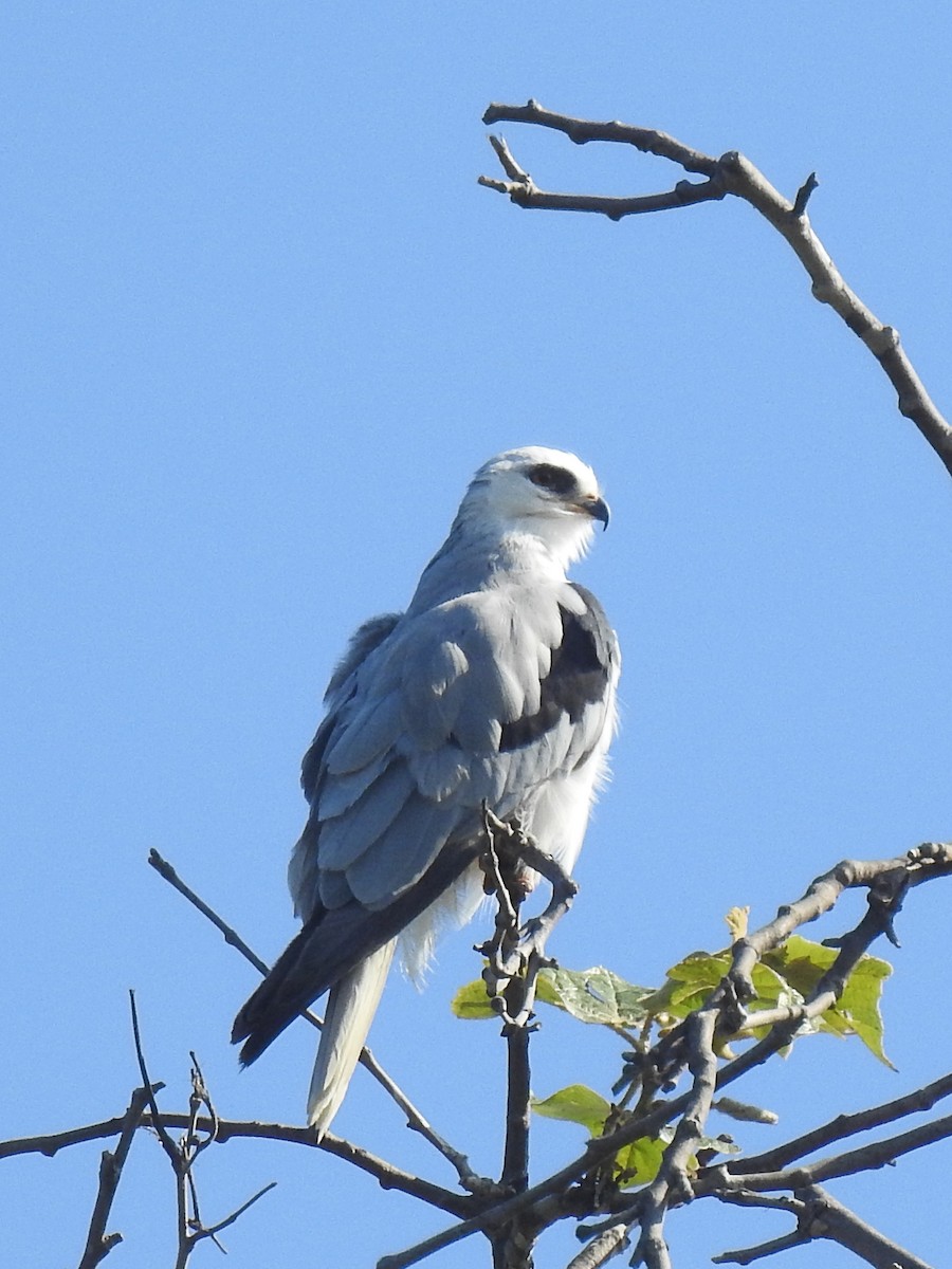 eBird Checklist - 8 May 2020 - Talbert Regional Park (North) - 37 species