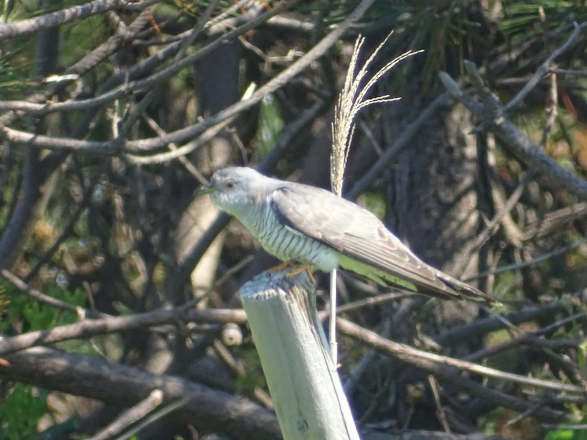 eBird Checklist - 22 May 2018 - 輪島市--舳倉島 (Wajima--Hegurajima (island ...