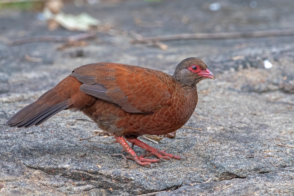 ML233309581 - Red Spurfowl - Macaulay Library