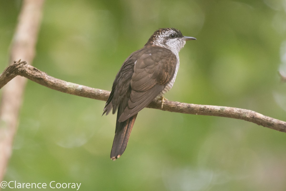 ML233697351 - Banded Bay Cuckoo - Macaulay Library