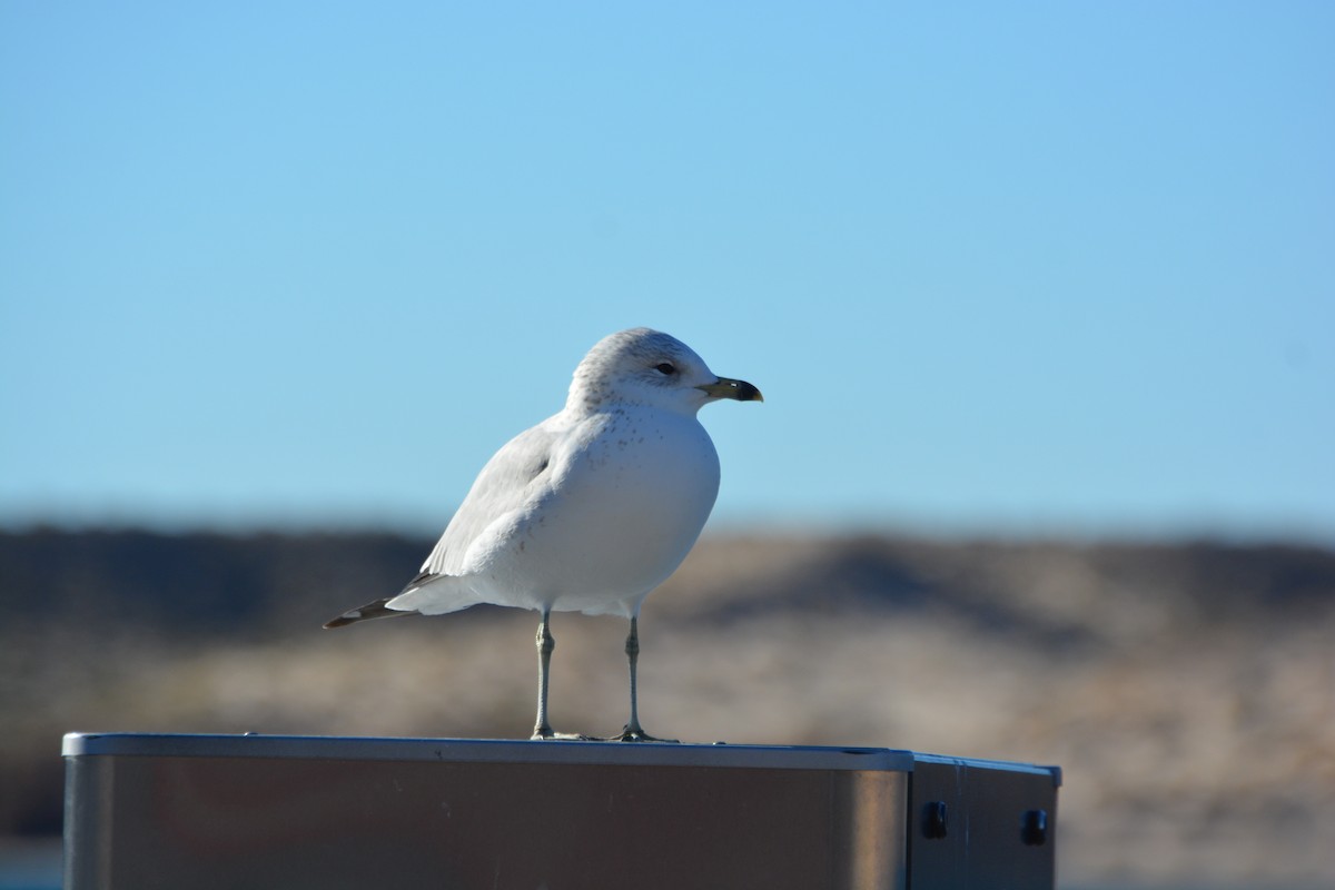 eBird Checklist - 17 Jan 2016 - Lake Mead NRA--Katherine Landing - 36 ...