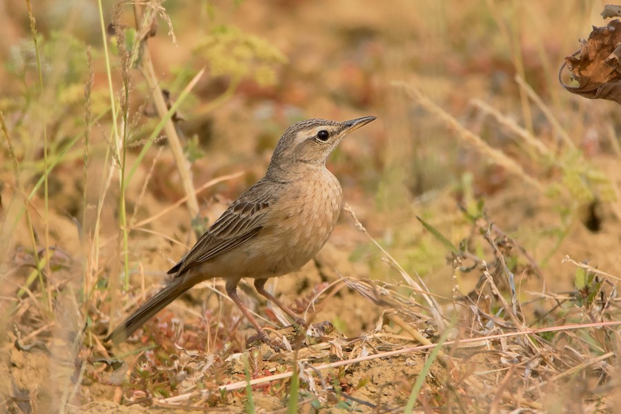 Long-billed Pipit (Burmese) - eBird