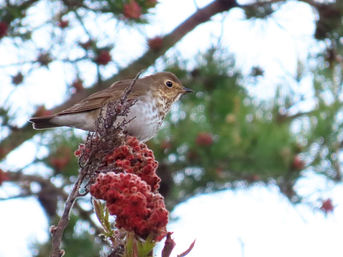 Virginia Breeding Bird Atlas Checklist - 7 May 2020 - Huckleberry Trail ...