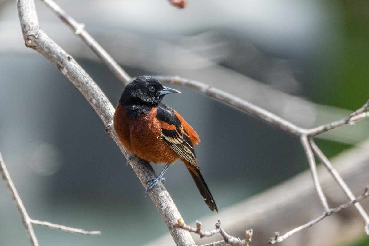 eBird Checklist - 14 May 2020 - My home - 1 species
