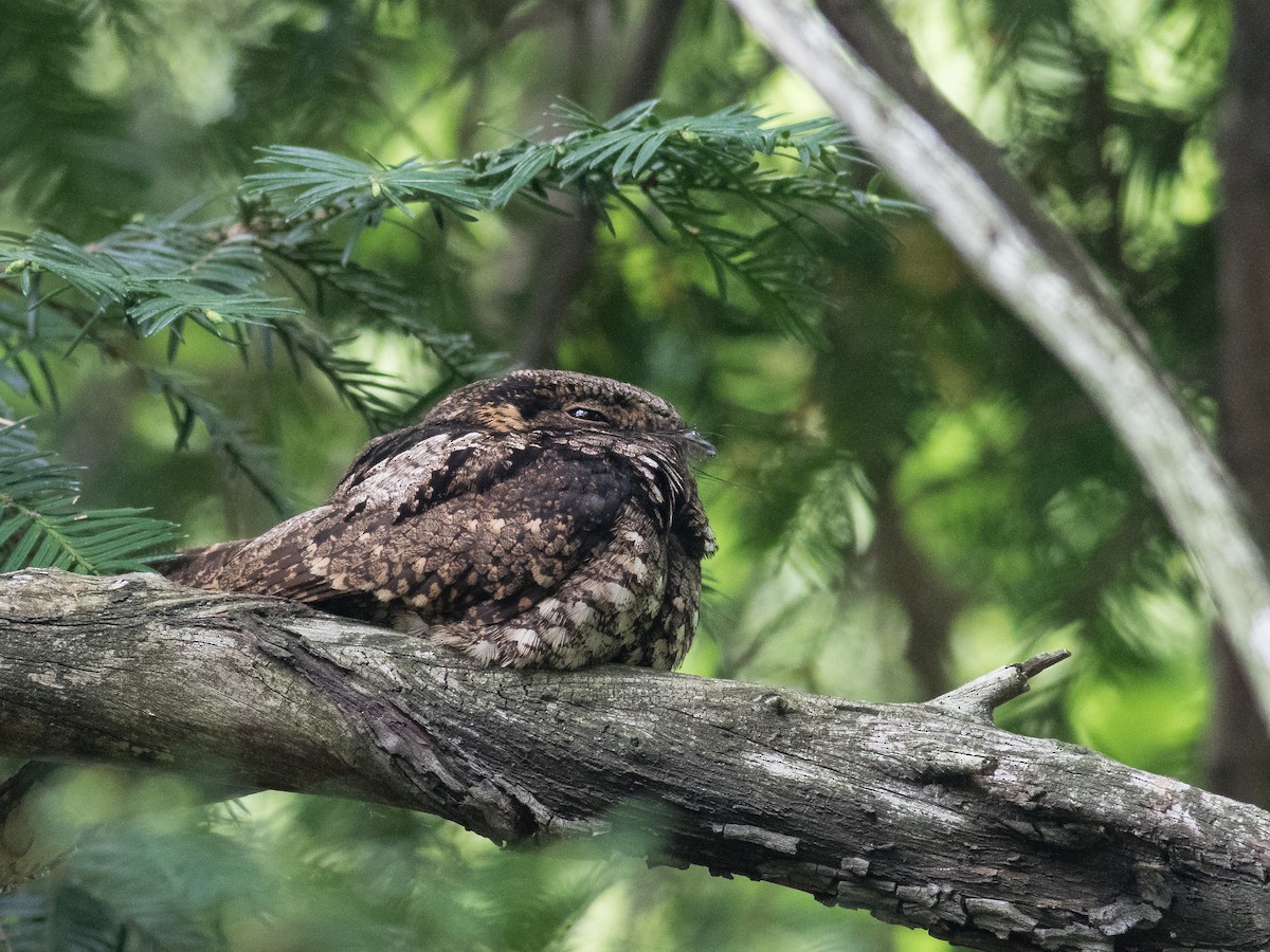 ML234751231 - Eastern Whip-poor-will - Macaulay Library