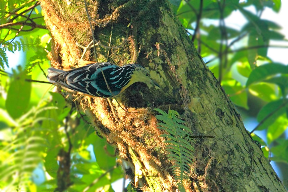 eBird Checklist - 10 Jun 2017 - Mishmi Hills - Dibang Valley Jungle ...