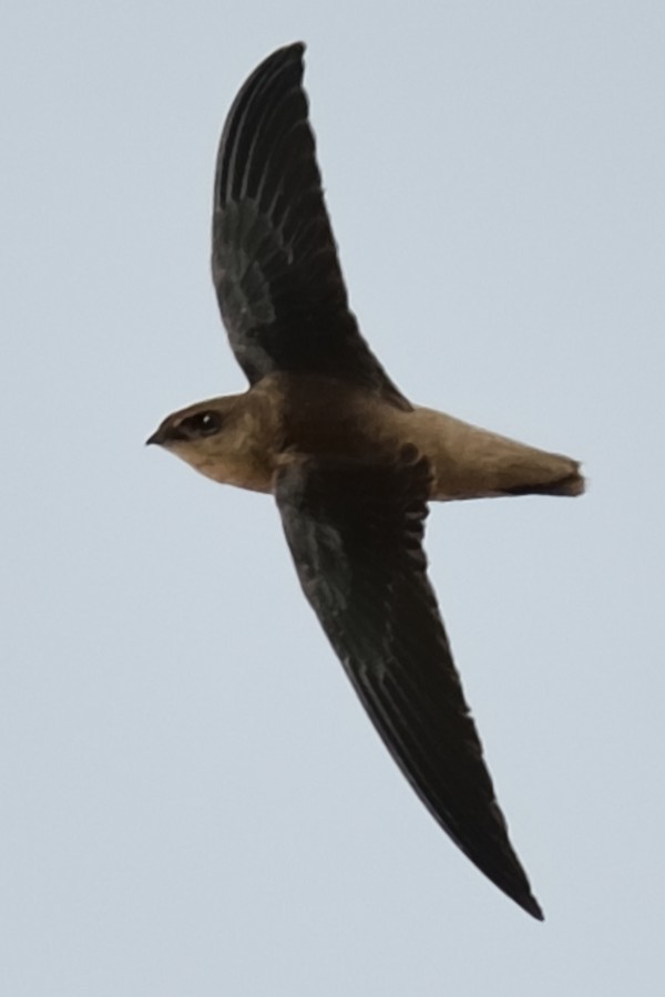 Ógreindur svölungur (Apodidae sp. ('small swift' sp.)) - eBird