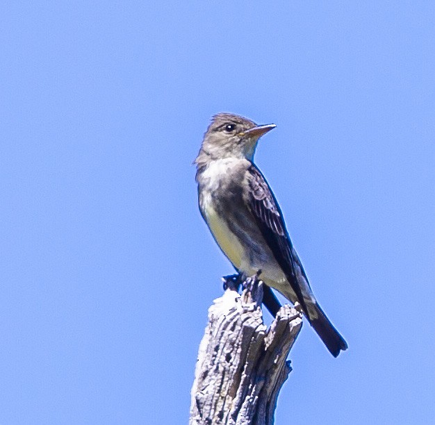 eBird Checklist - 15 May 2020 - Cleghorn Pass, Silverwood Lake - 16 species