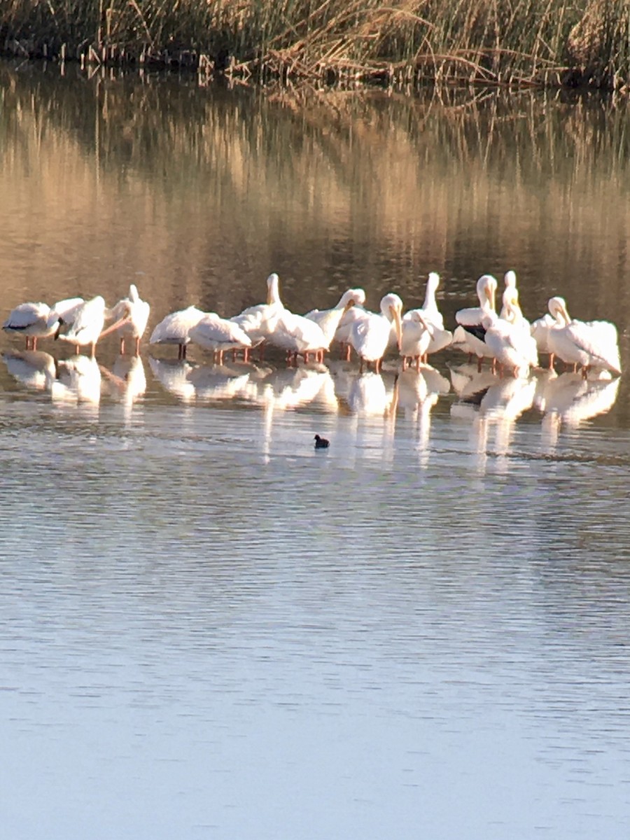 eBird Checklist - 16 May 2020 - Totten Reservoir - 18 species