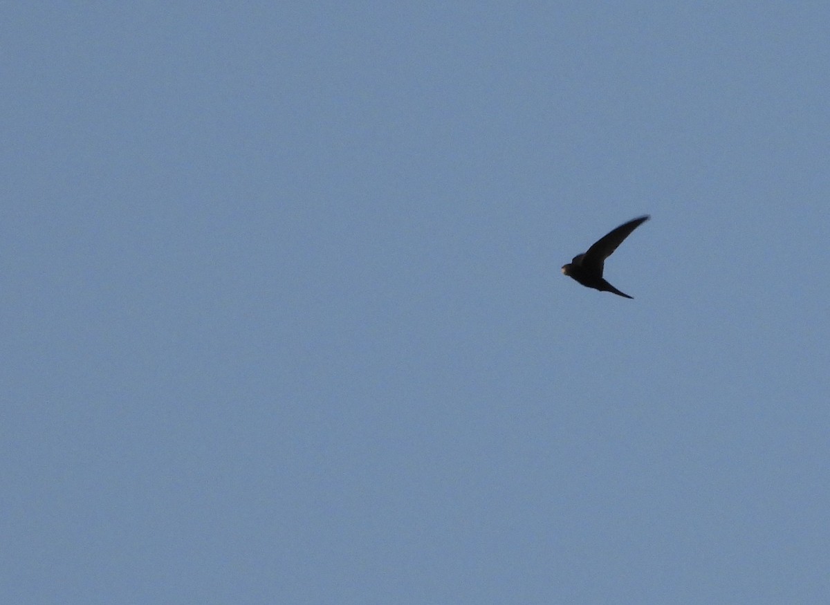 ML235635871 - Common Swift - Macaulay Library