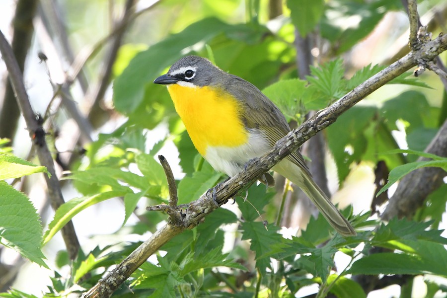 Yellow-breasted Chat (auricollis) - eBird