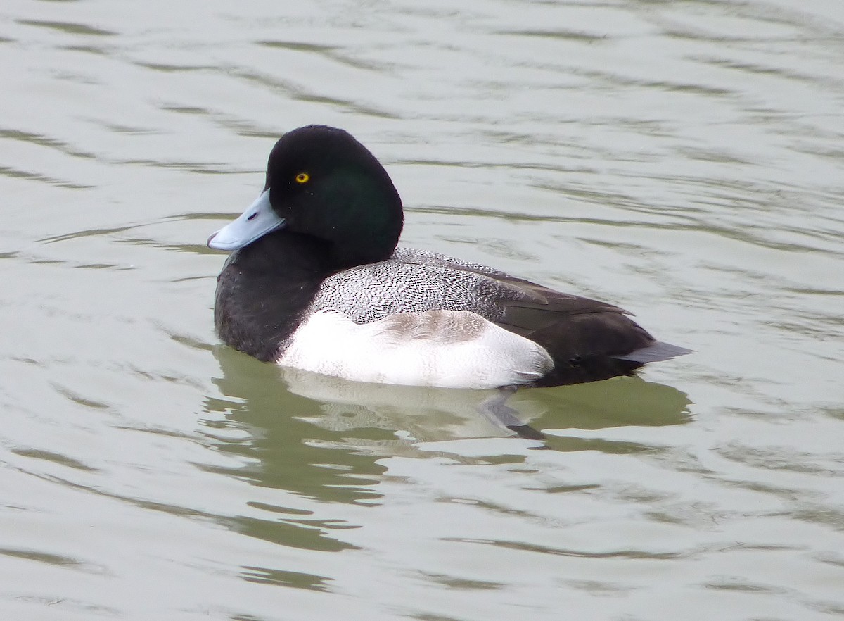 eBird Checklist - 20 Feb 2012 - Reifel Bird Sanctuary - 41 species