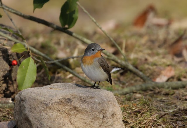 eBird Checklist - 26 Jan 2016 - 加東市--播磨中央公園 (Kato--Harima Central Park ...