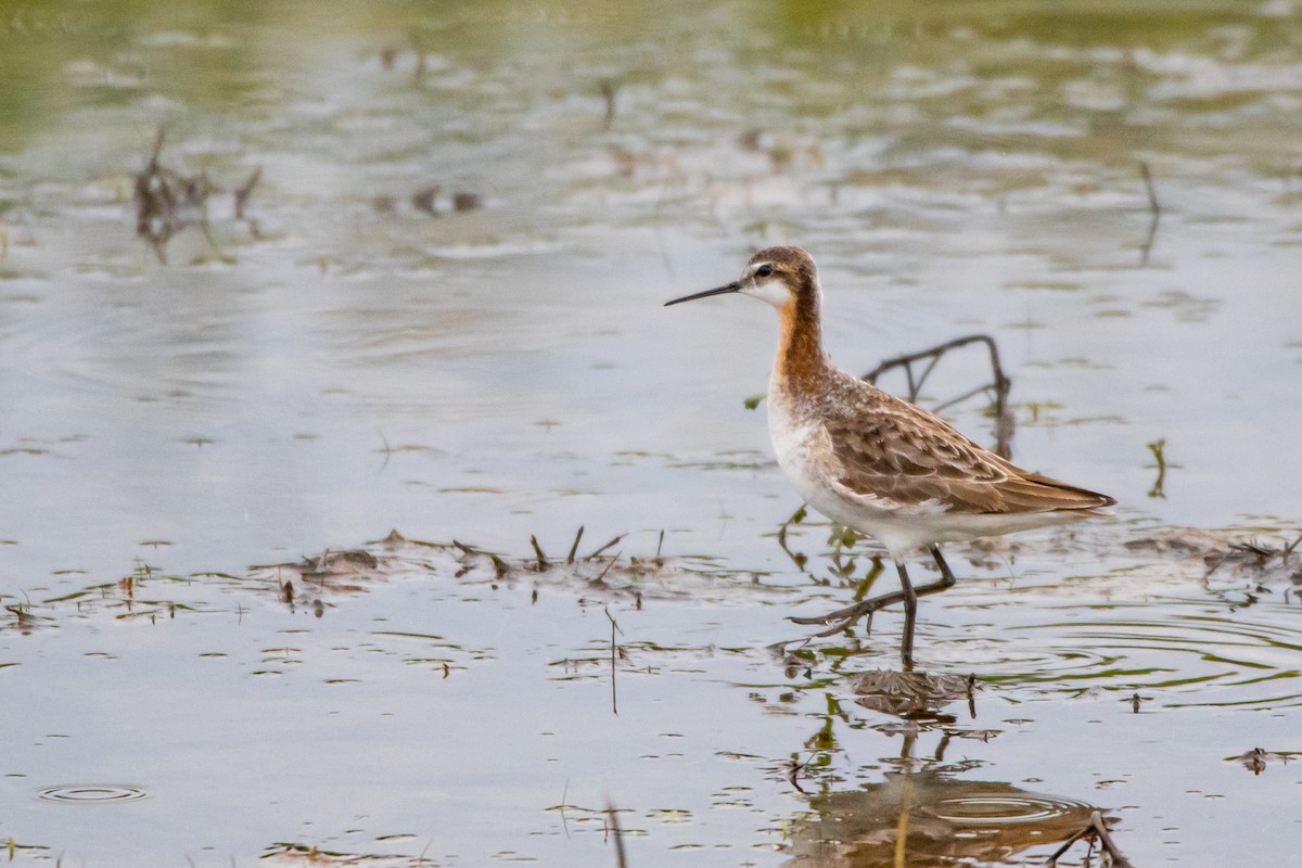 eBird Checklist - 21 May 2020 - Hebron Fish Hatchery and Wetlands - 74 ...