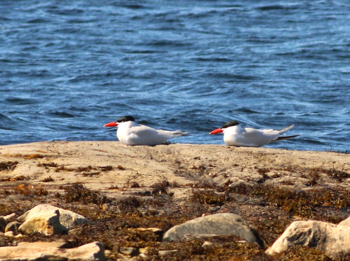 eBird Checklist - 21 May 2020 - NL--Brig Bay--bay and point - 1 species