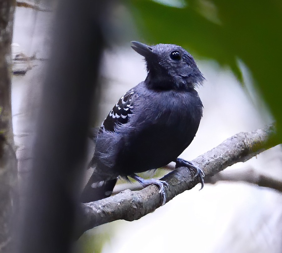 Common Scale-backed Antbird (Black-bibbed) - eBird