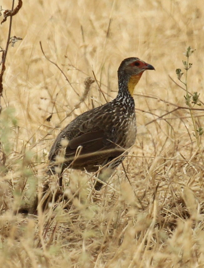 eBird Checklist - 25 Jul 2014 - Tarangire NP - 76 species (+1 other taxa)