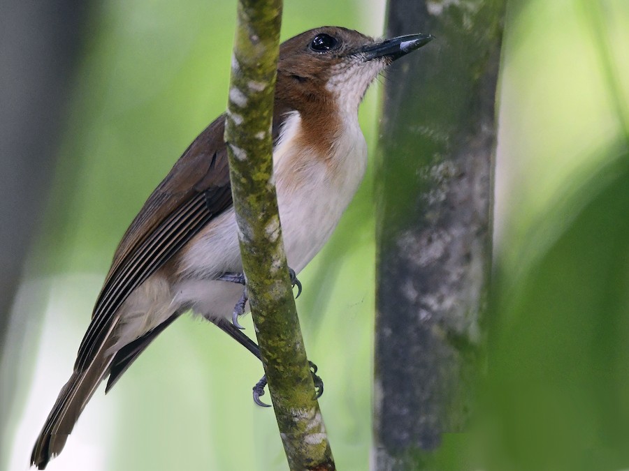 White-vented Whistler - eBird
