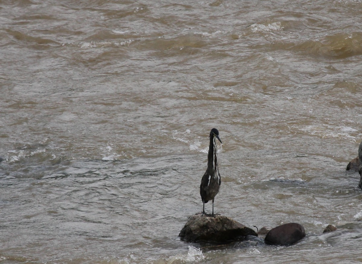 eBird Checklist - 24 Nov 2012 - Bosque de Yanahuanca - 20 species