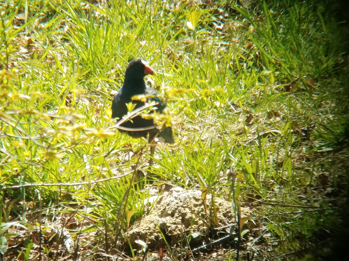 eBird Checklist - 14 May 2020 - Henry Drive - 1 species