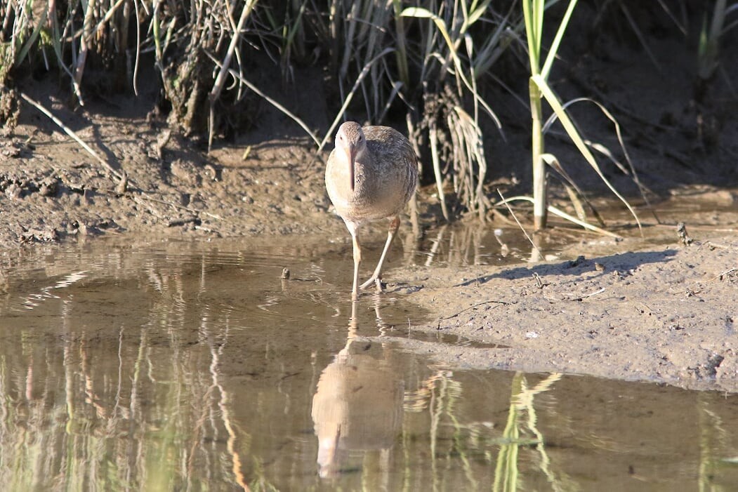 Virginia Breeding Bird Atlas Checklist - 22 May 2020 - Thomas Jefferson ...