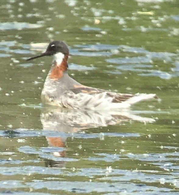 Virginia Breeding Bird Atlas Checklist - 24 May 2020 - Botetourt Center ...