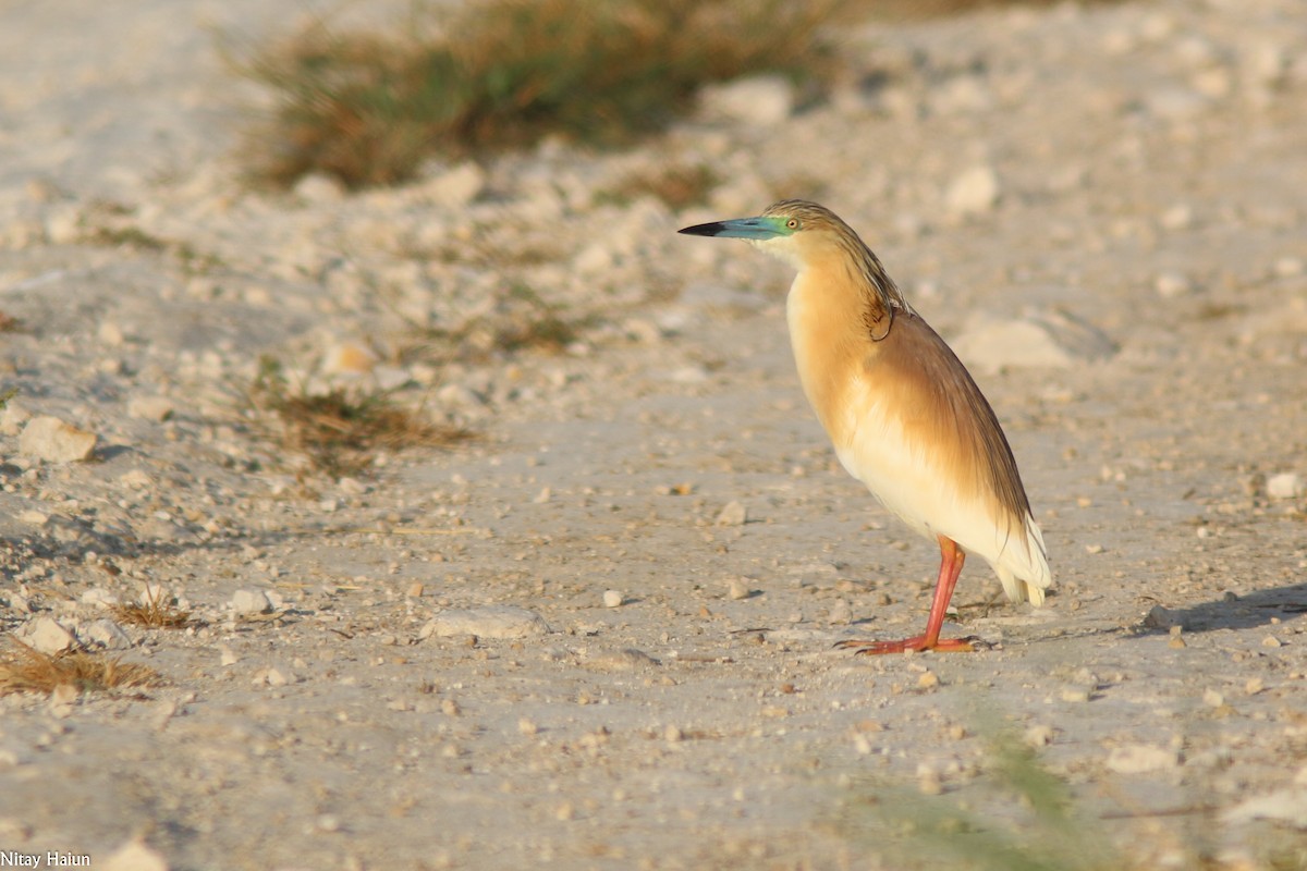 Israel Breeding Bird Atlas Checklist - 26 May 2020 - Yokneam Reservoirs ...