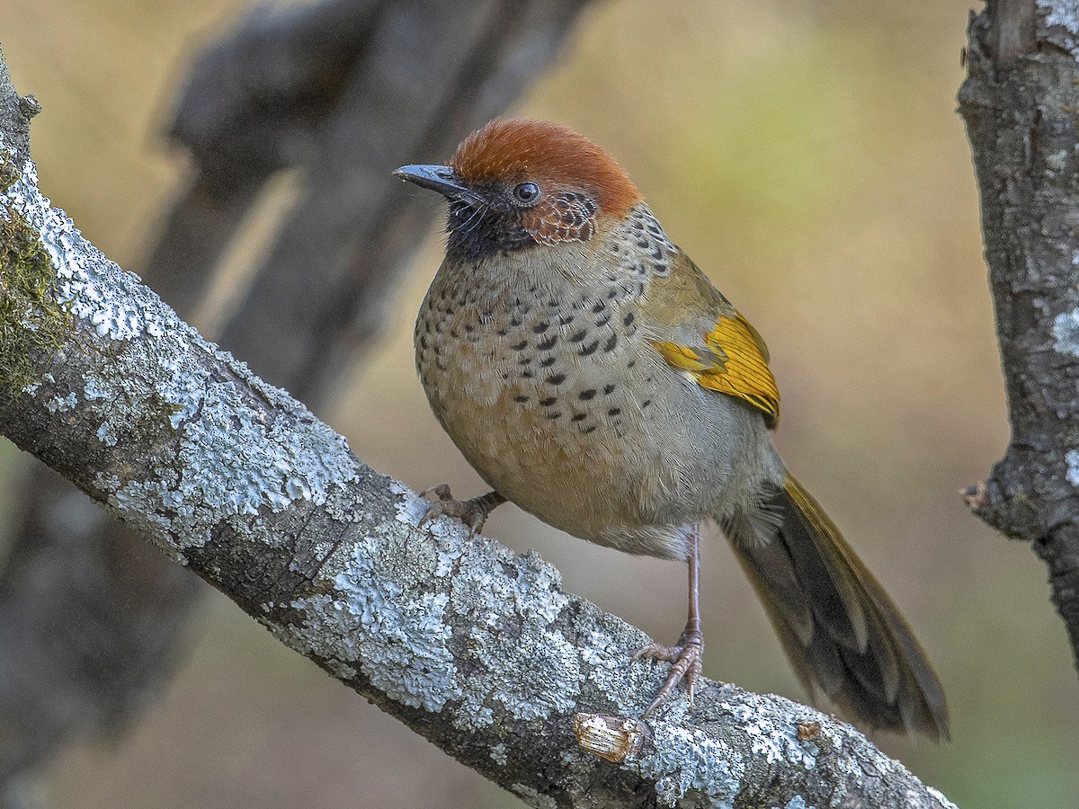 Chestnut-crowned Laughingthrush - Trochalopteron erythrocephalum ...
