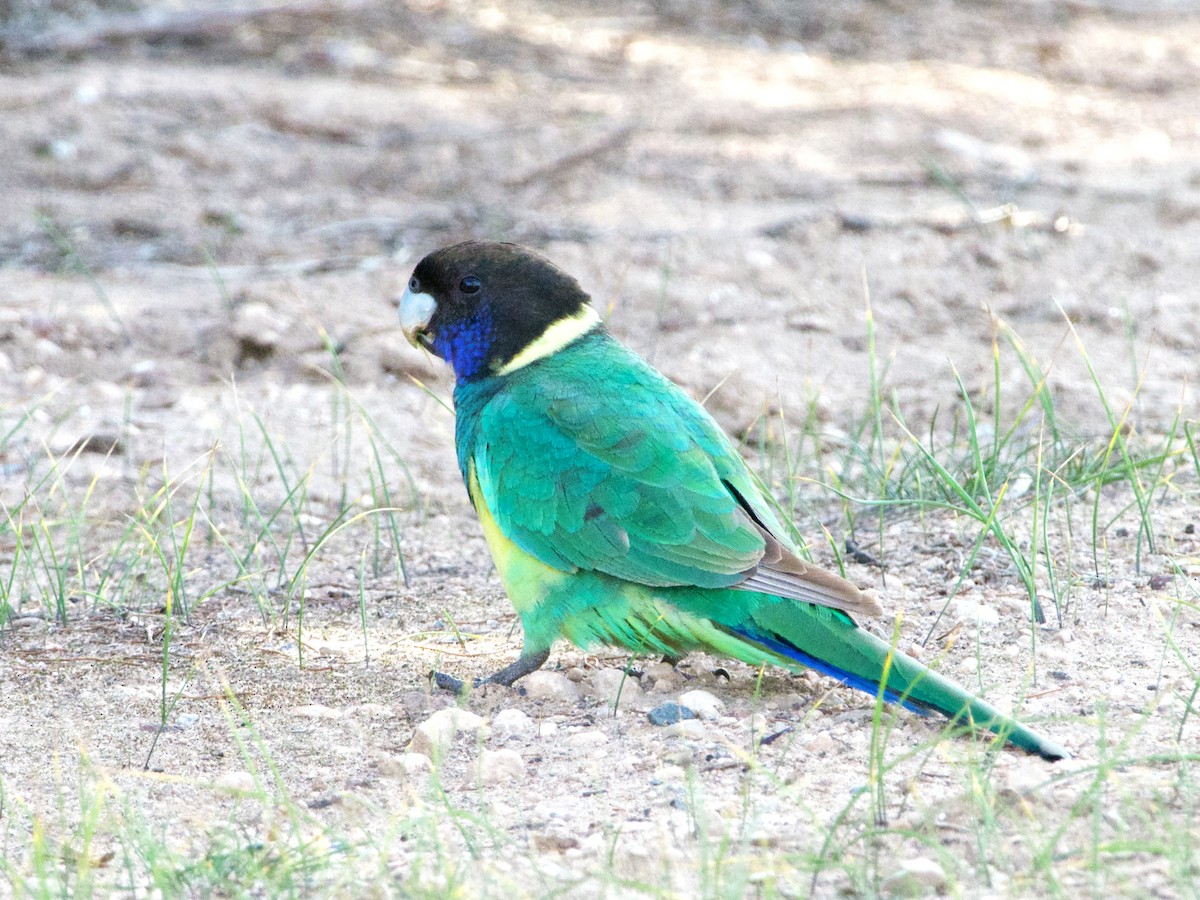 eBird Checklist - 28 May 2020 - Poochera - 13 species