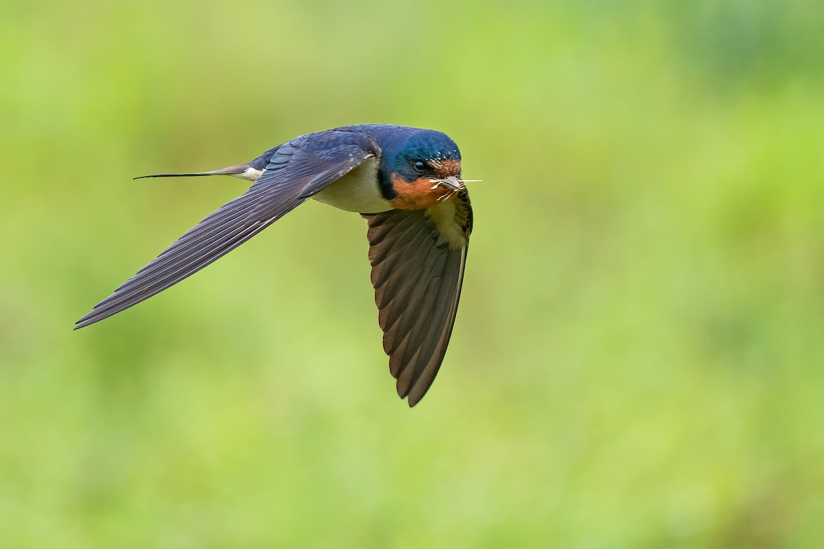 Barn Swallow - Hirundo rustica - Media Search - Macaulay Library and eBird