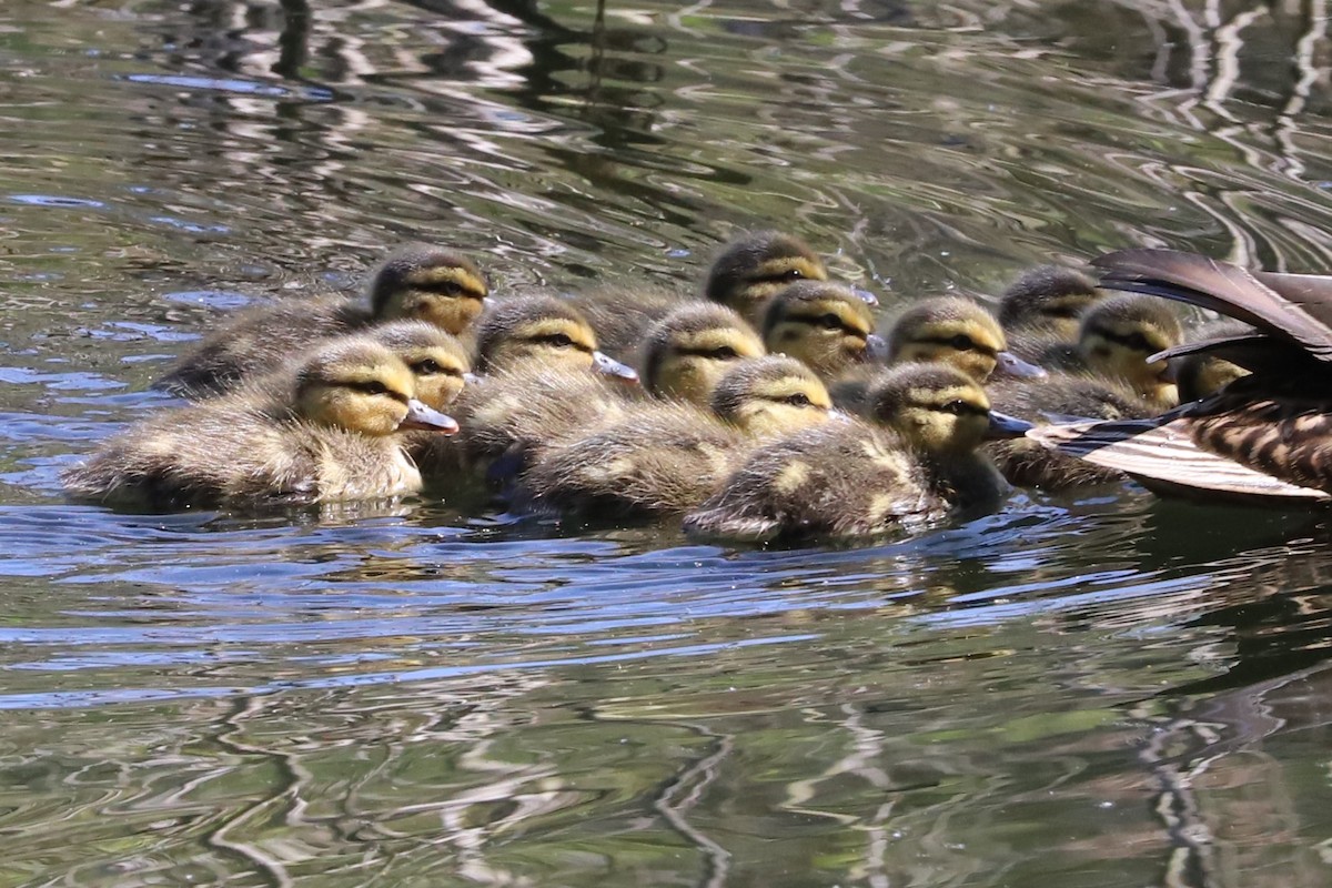 Virginia Breeding Bird Atlas Checklist - 7 Apr 2020 - Sandy Bottom ...