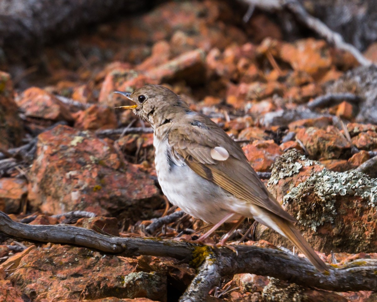 eBird Checklist - 2 Jun 2020 - Rampart Range Rd, Colorado Springs US-CO ...