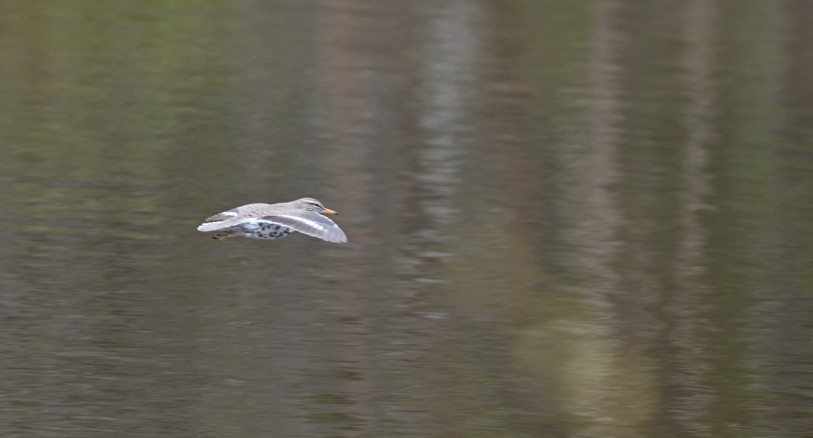eBird Checklist - 3 Jun 2020 - HVGB--Birch Island Rd Hydro - 10 species