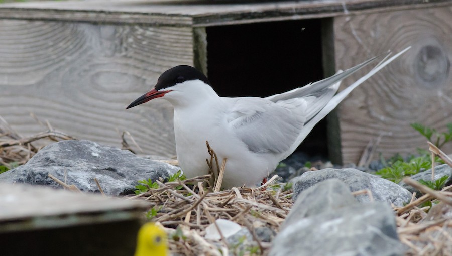 Common x Roseate Tern (hybrid) - eBird