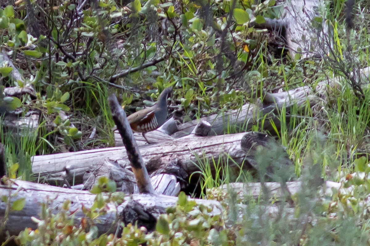 eBird Checklist - 28 May 2020 - NF Rd29 MP2 - 24 species