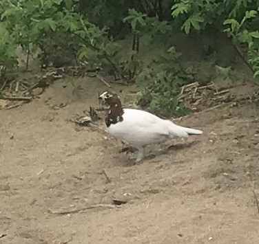 eBird Checklist - 26 May 2020 - Thayer Beach, Colchester, VT, US - 1 ...