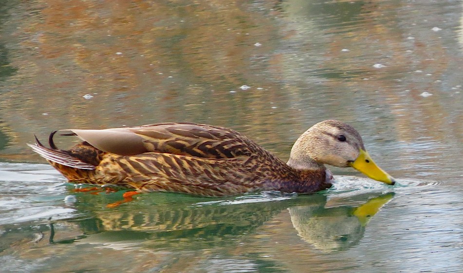 ML24172671 - Mallard x Mottled Duck (hybrid) - Macaulay Library
