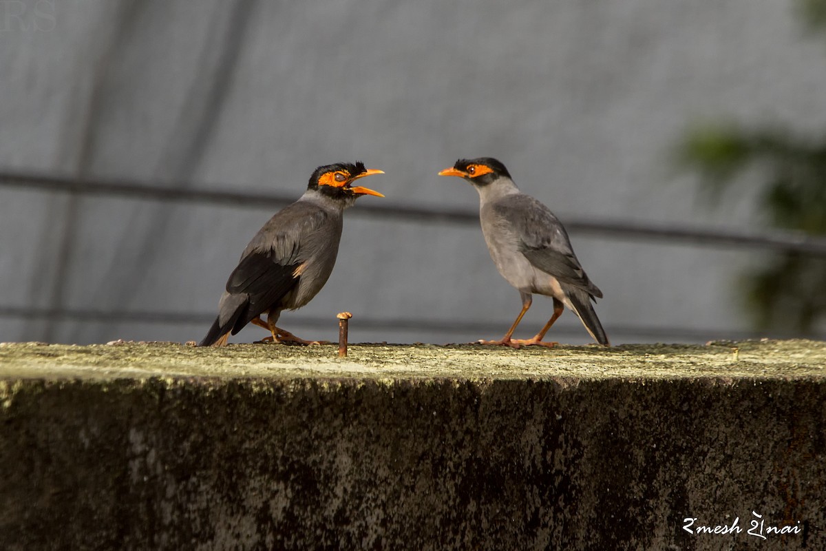 ML242112521 - Bank Myna - Macaulay Library
