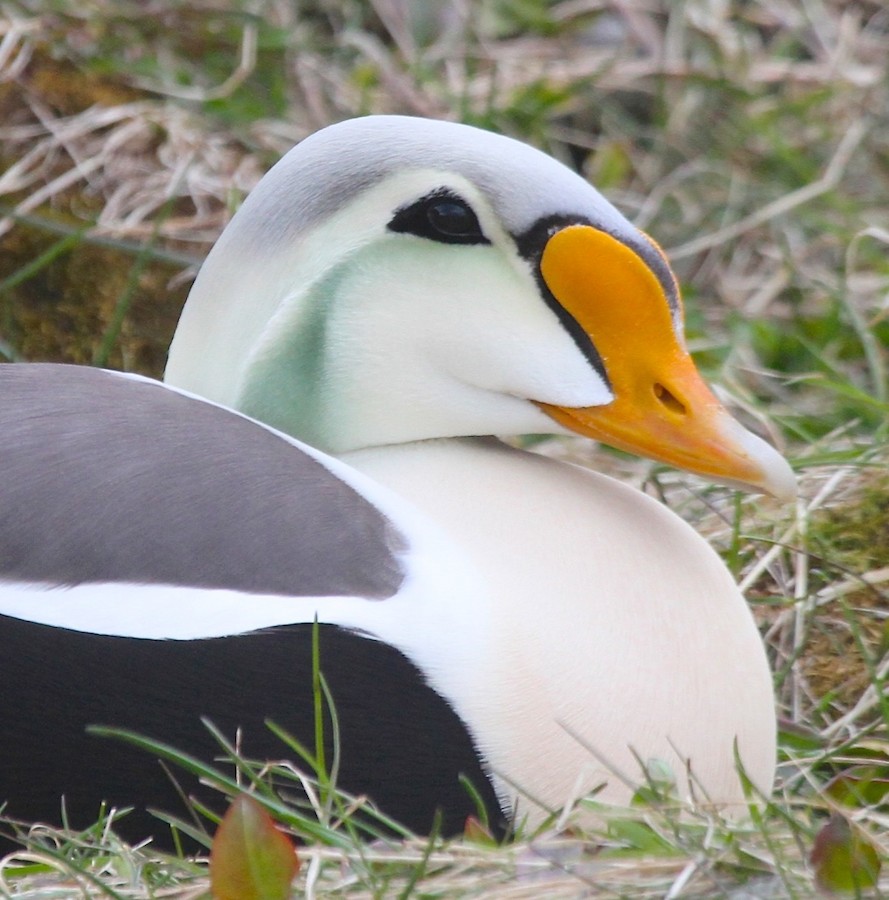 King x Common Eider (hybrid) - eBird