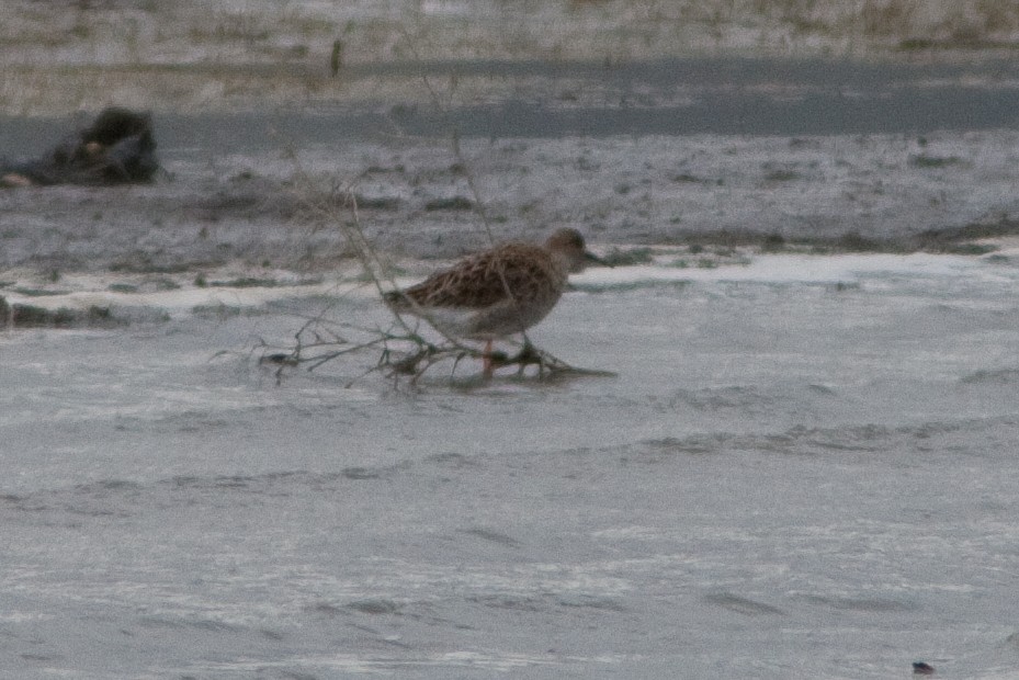eBird Checklist - 1 May 2008 - Boulder Reservoir complex--Boulder ...