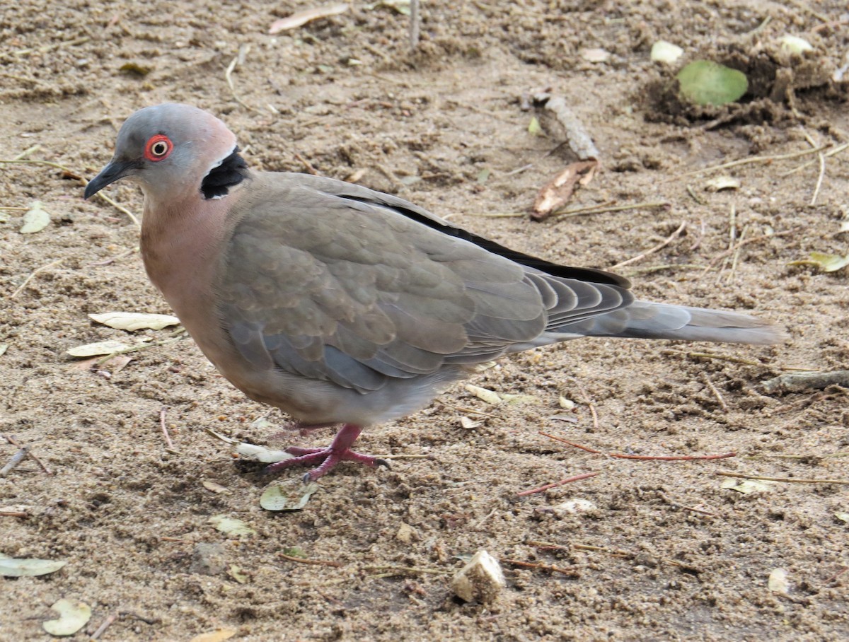 eBird Checklist - 7 Sep 2019 - Kruger NP--Satara Camp - 8 species