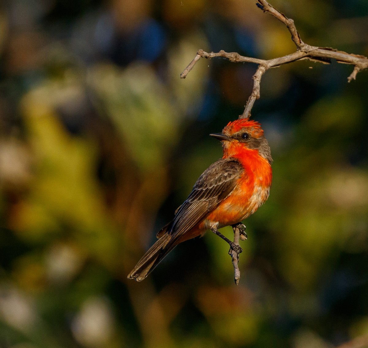 eBird Checklist - 11 Jun 2020 - El Dorado Regional Park--Area 3 - 12 ...