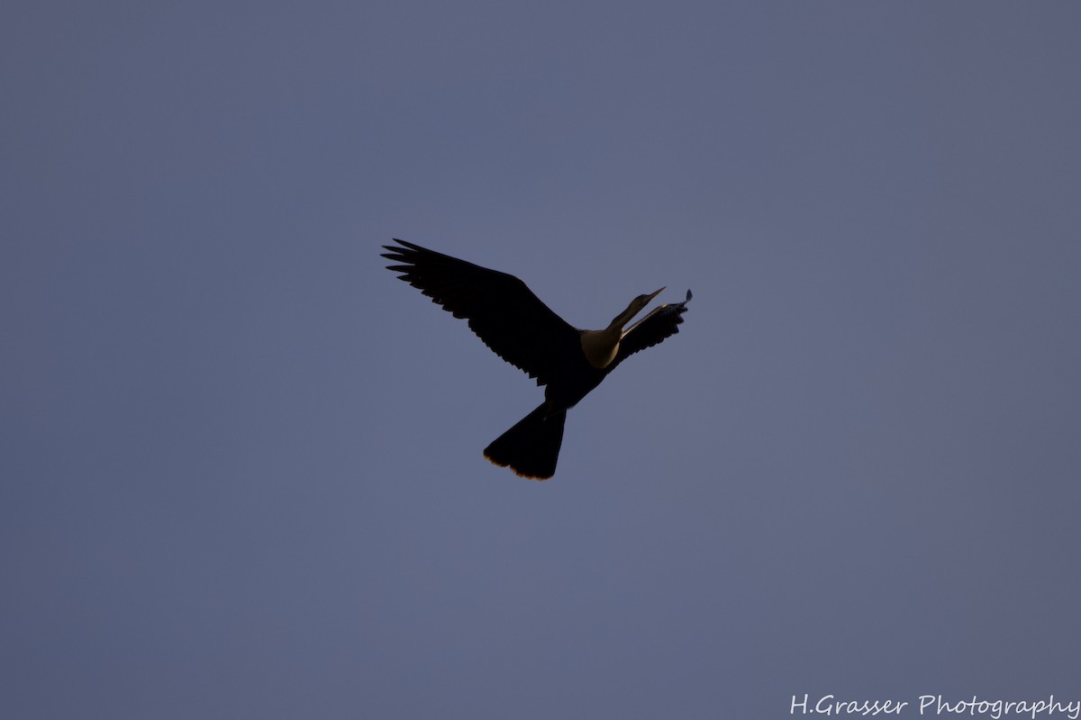 eBird Checklist - 10 Jun 2020 - Stumpy Lake Natural Area - 22 species
