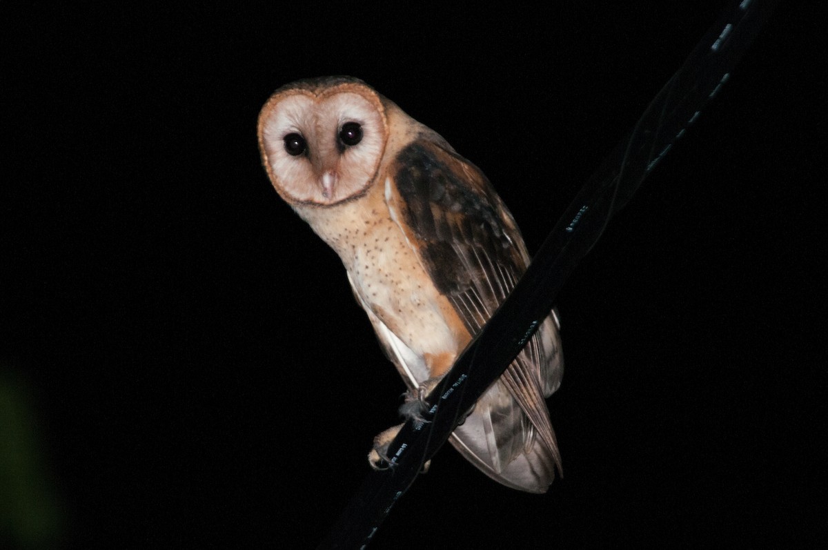 American Barn Owl