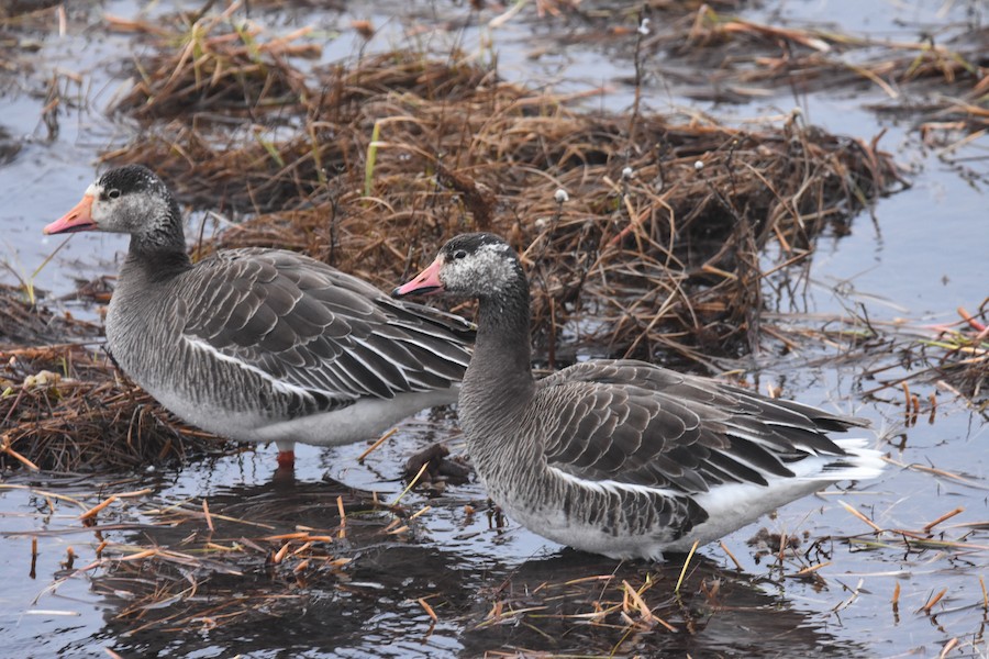 Snow x Greater White-fronted Goose (hybrid) - eBird