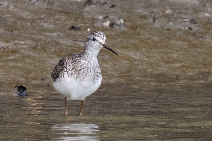 eBird Checklist - 12 Jun 2020 - Don Edwards NWR--Mallard Slough - 34 ...