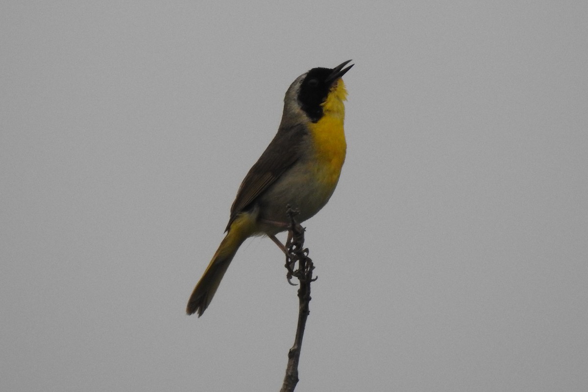 eBird Checklist - 14 Jun 2020 - MacKay Island NWR - 33 species