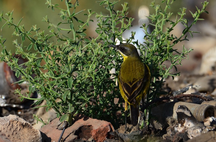 Western Yellow Wagtail (pygmaea) - eBird